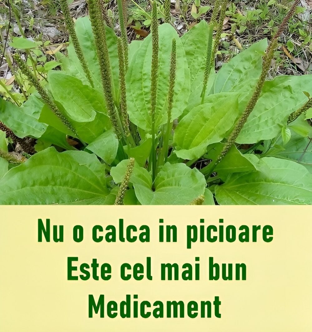 Nu O Călca În Picioare! Este Cel Mai Bun Medicament Natural De Pe ...